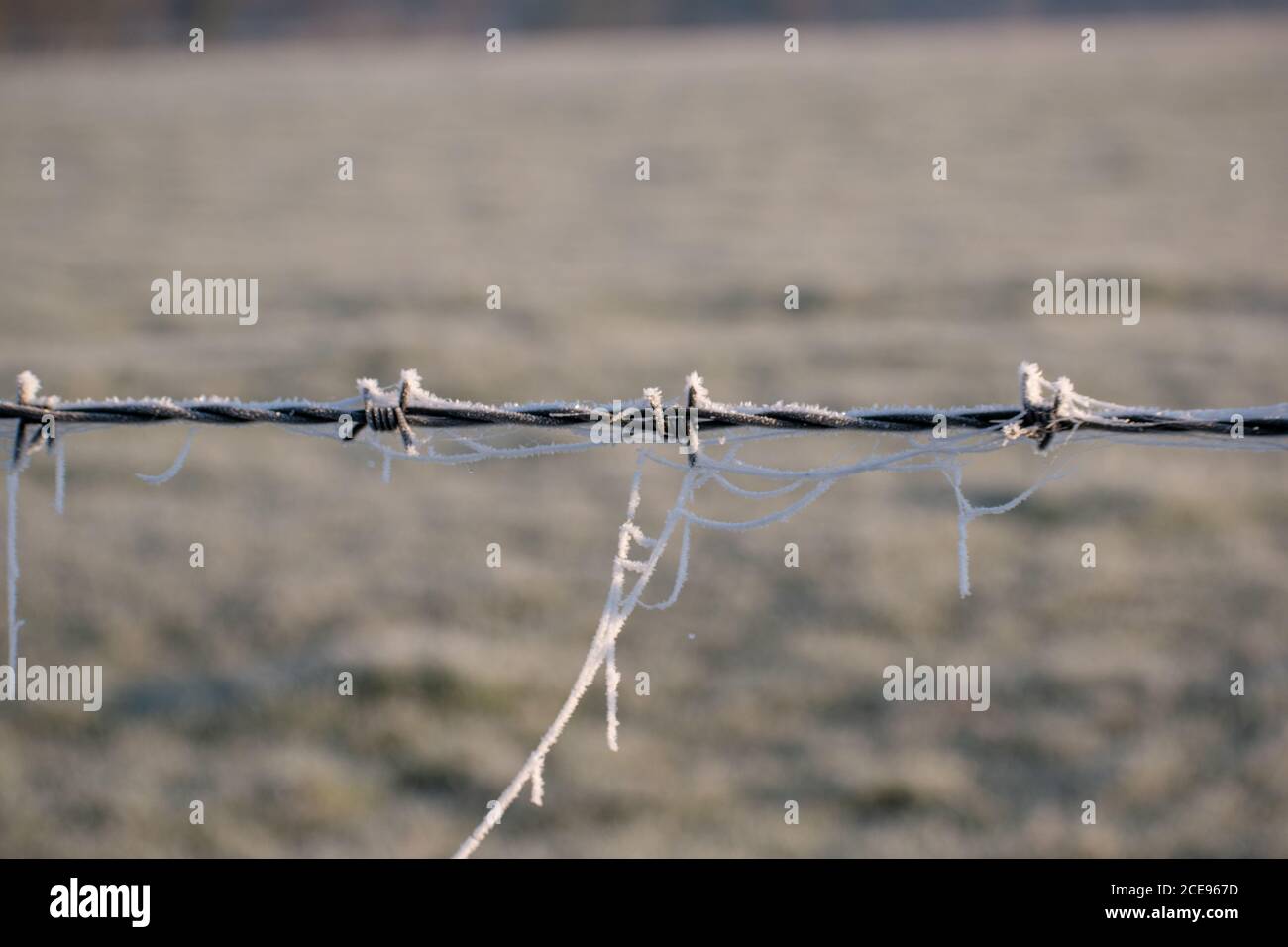 Closeup shot barbed wires hi-res stock photography and images - Alamy