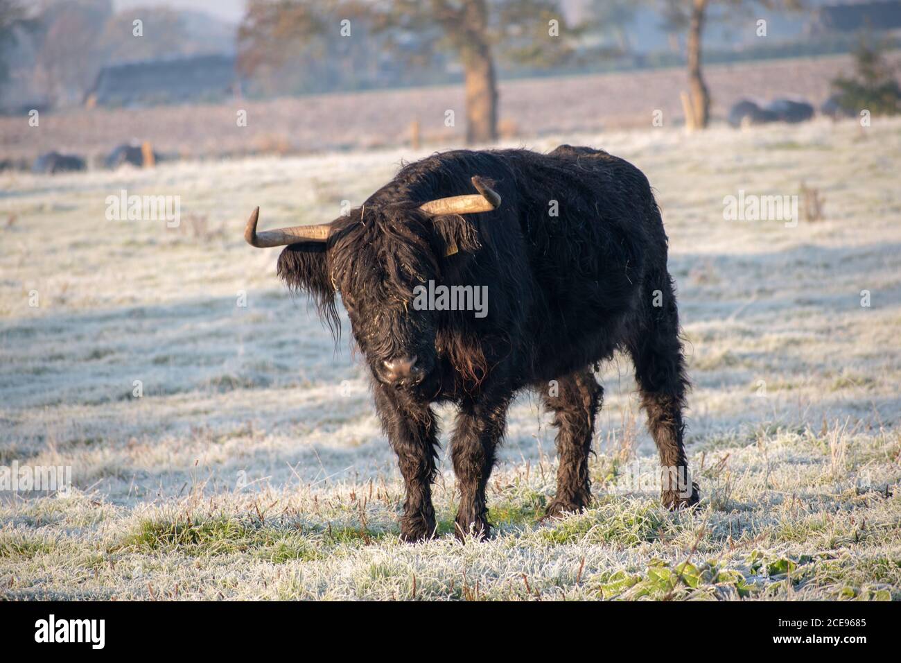 Beautiful shot of a yak in a farm Stock Photo - Alamy