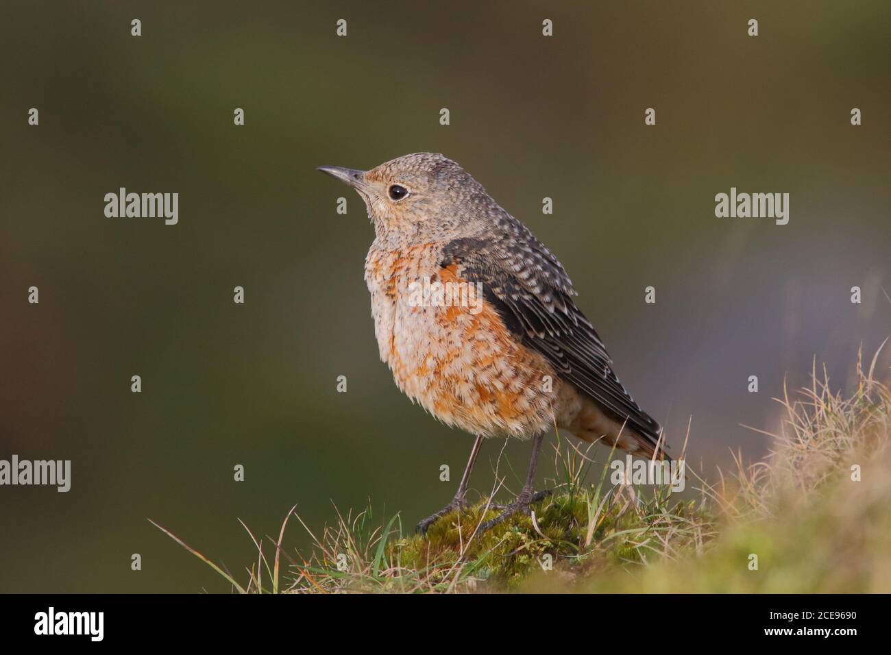 common rock thrush (Monticola saxatilis) in wales Stock Photo - Alamy