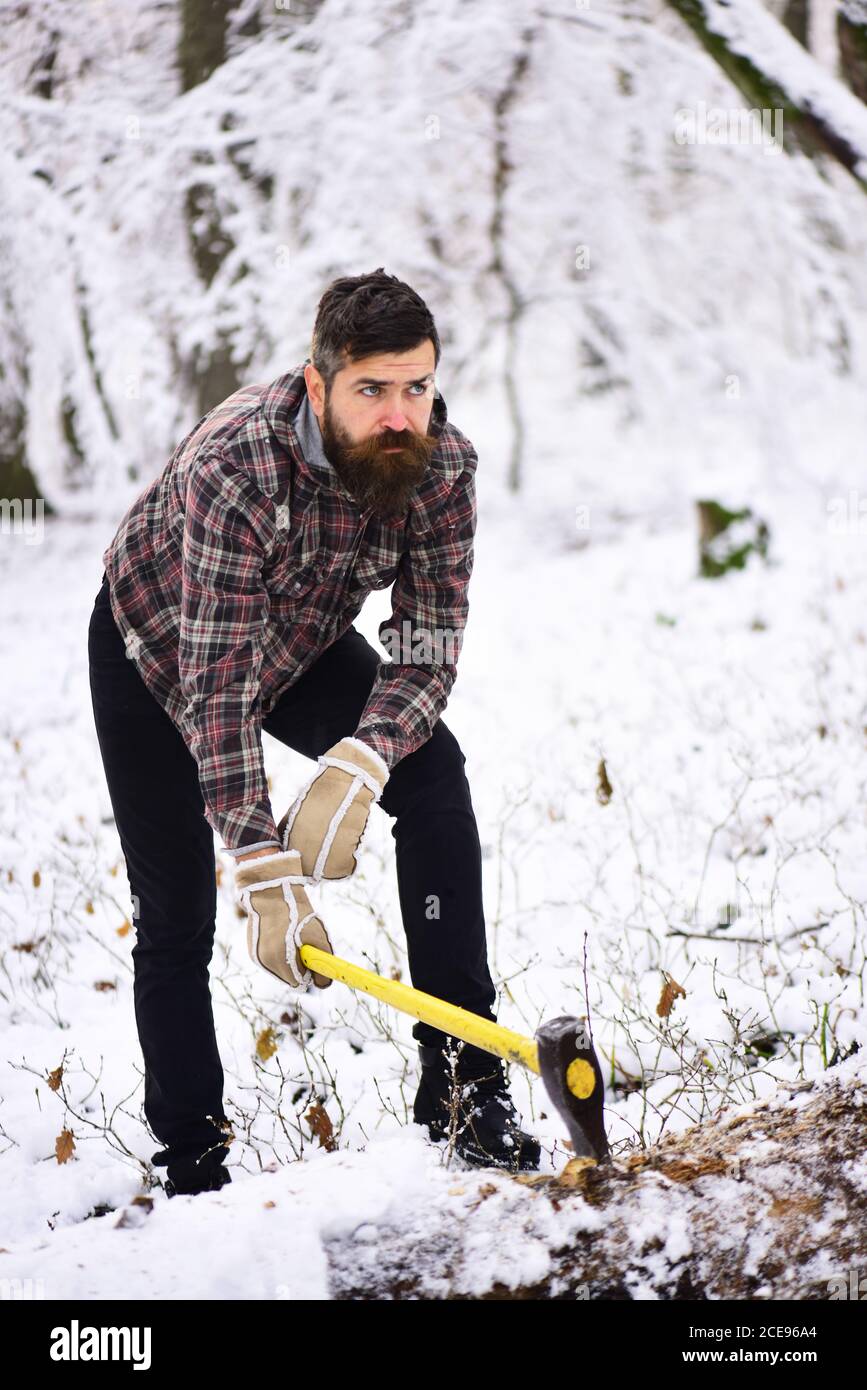 Man with warm gloves puts axe into tree stem in forest. Macho with ...