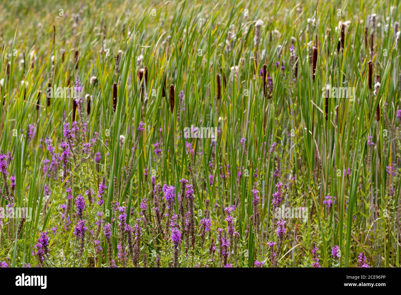 Beautiful blooming reeds grass flower hi-res stock photography and ...