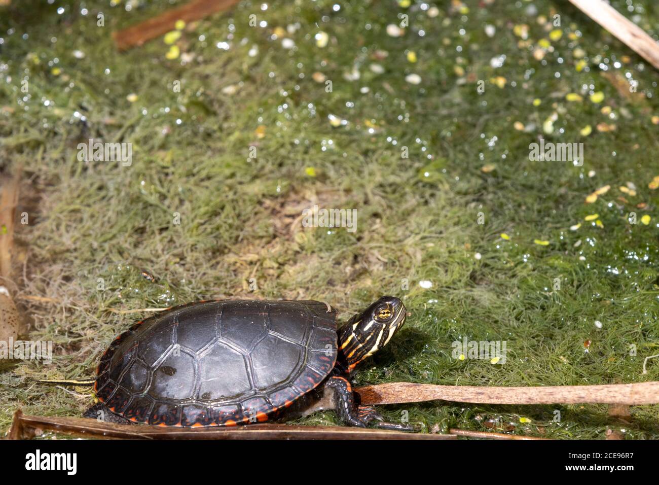 Painted turtle basking between reeds in swamp Stock Photo - Alamy