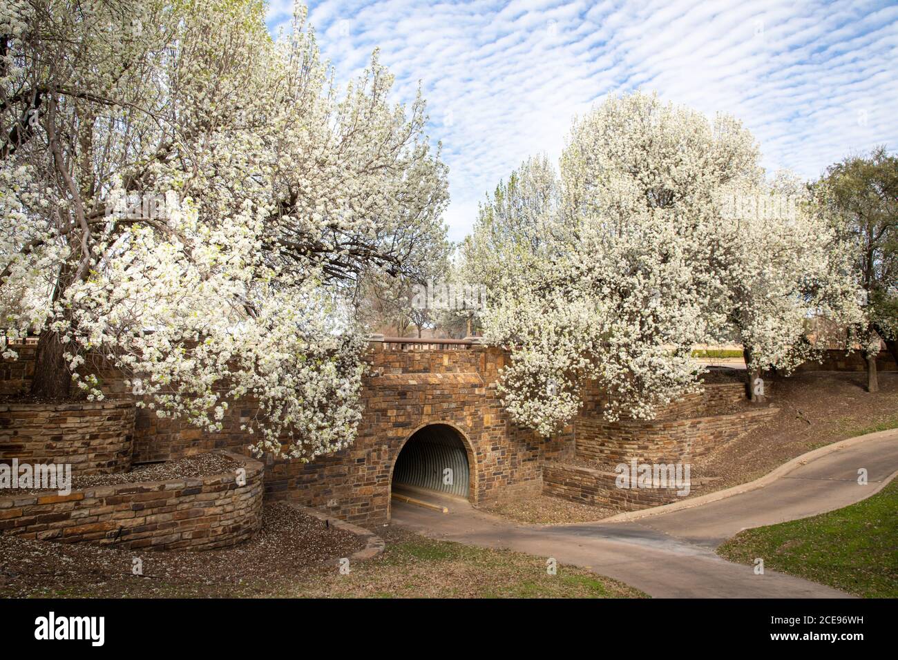 Beautiful flowering Bradford pear trees in springtime in Texas Stock ...