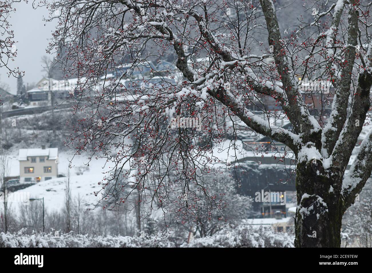Tree with red berries under the snow. Wooden houses on a hill in the ...