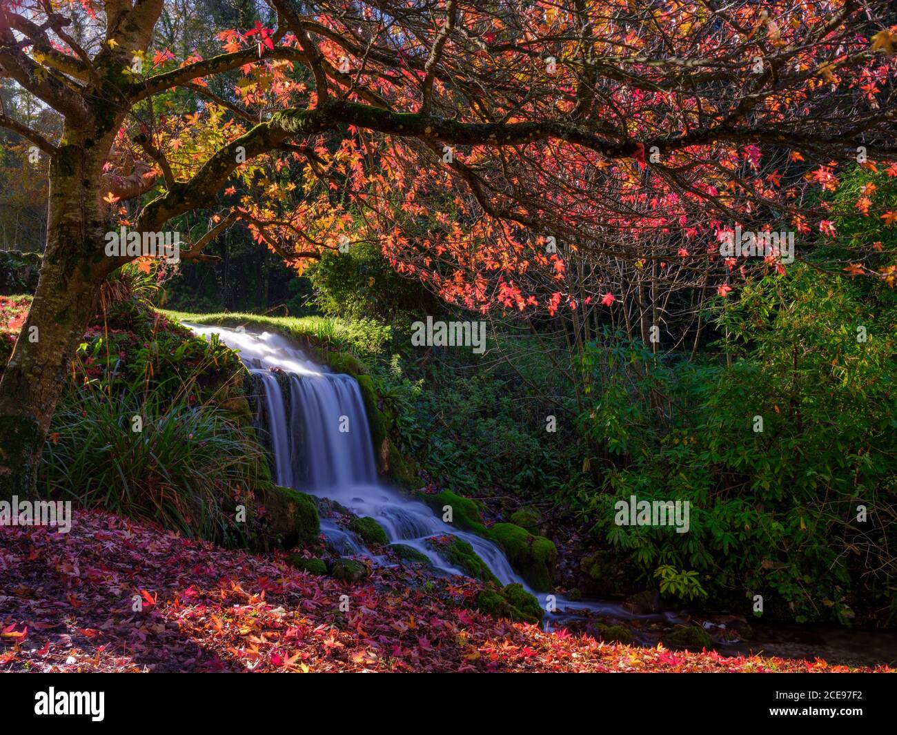 Colourful autumn leaves over a waterfall in Dorset Stock Photo - Alamy