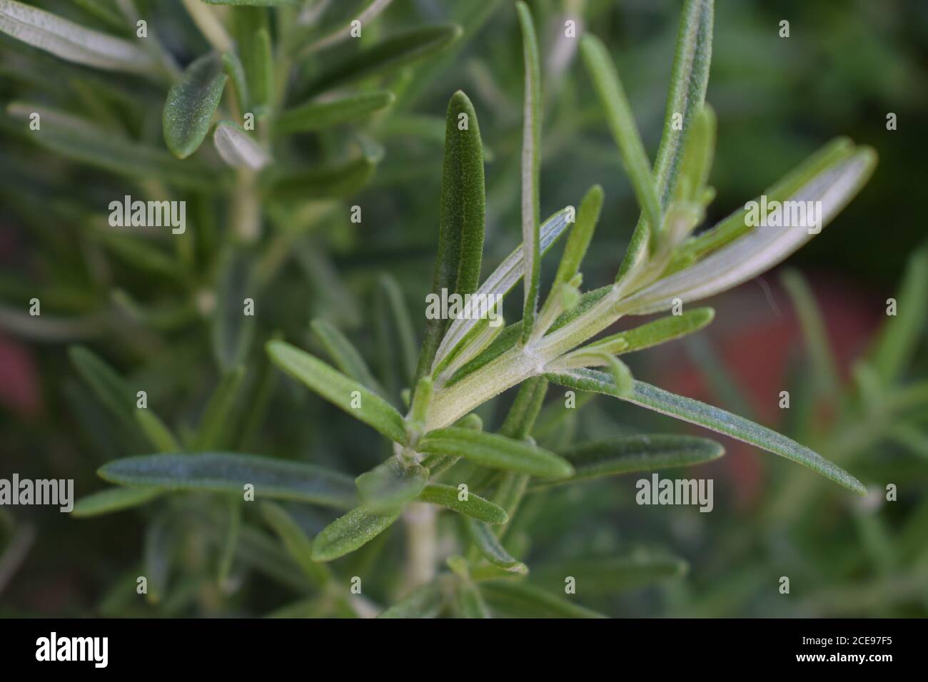 Closeup shot of green plants of sagebrush family - perfect for ...