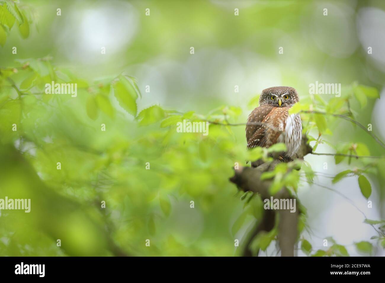 Alert eurasian pygmy owl looking into camera in summer forest with copy ...