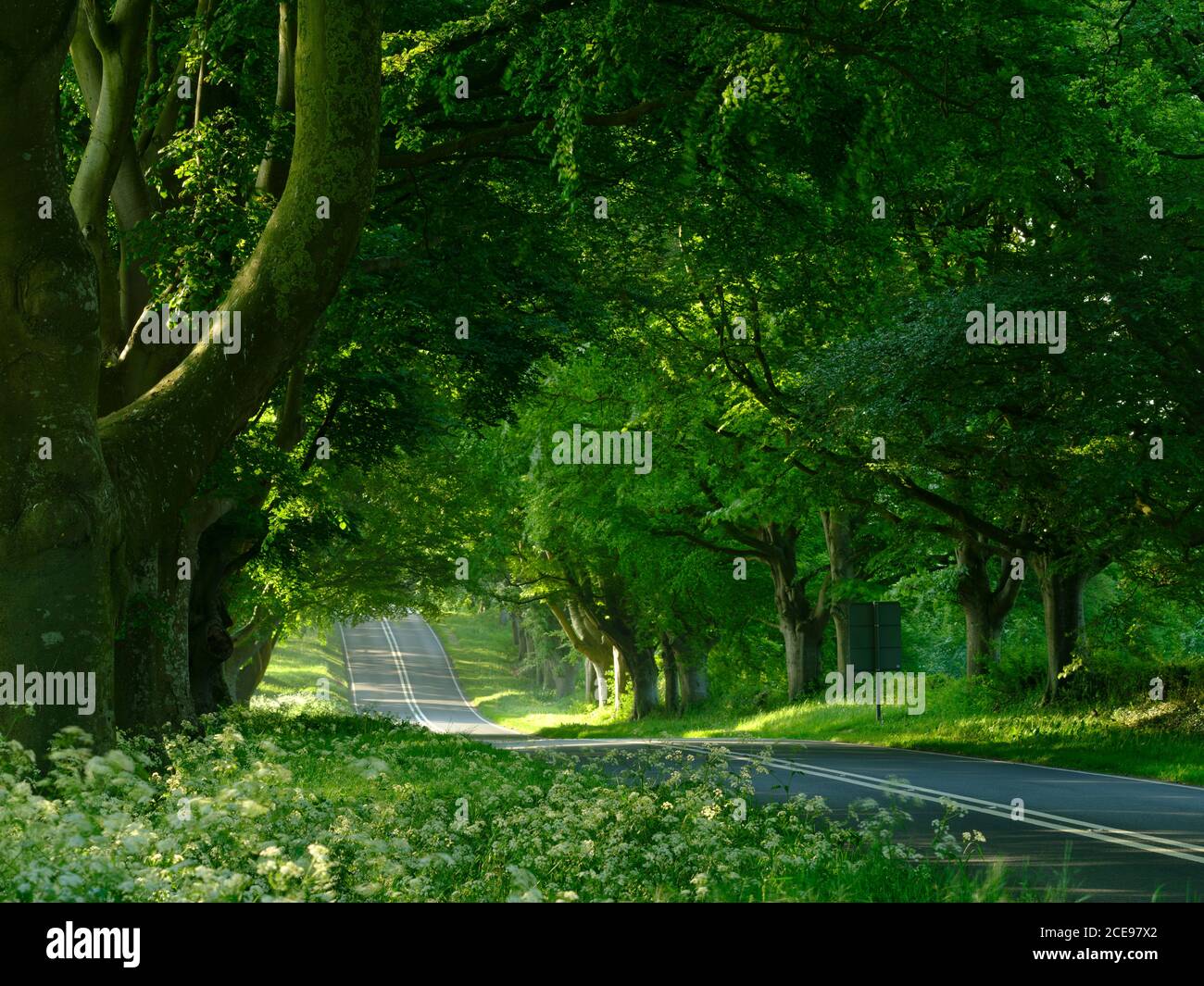A tree-lined avenue in spring Stock Photo - Alamy