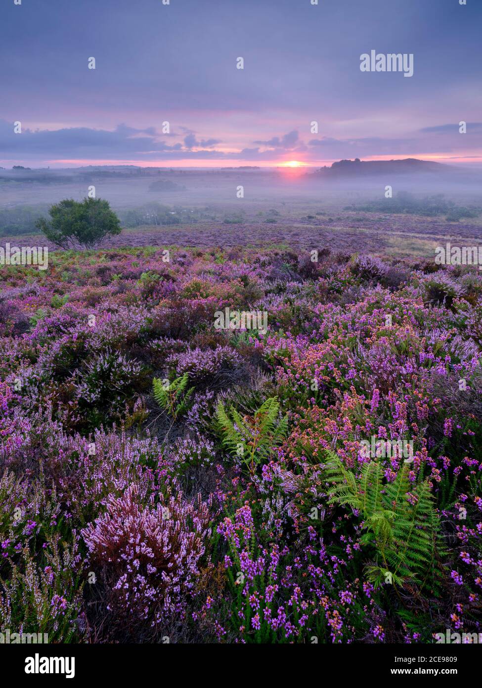 Heather covered hill hi-res stock photography and images - Alamy