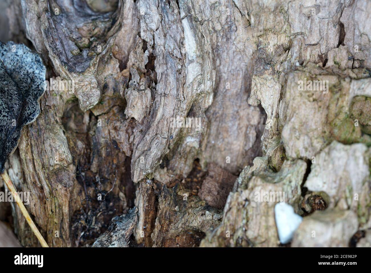 Closeup shot old tree hi-res stock photography and images - Alamy