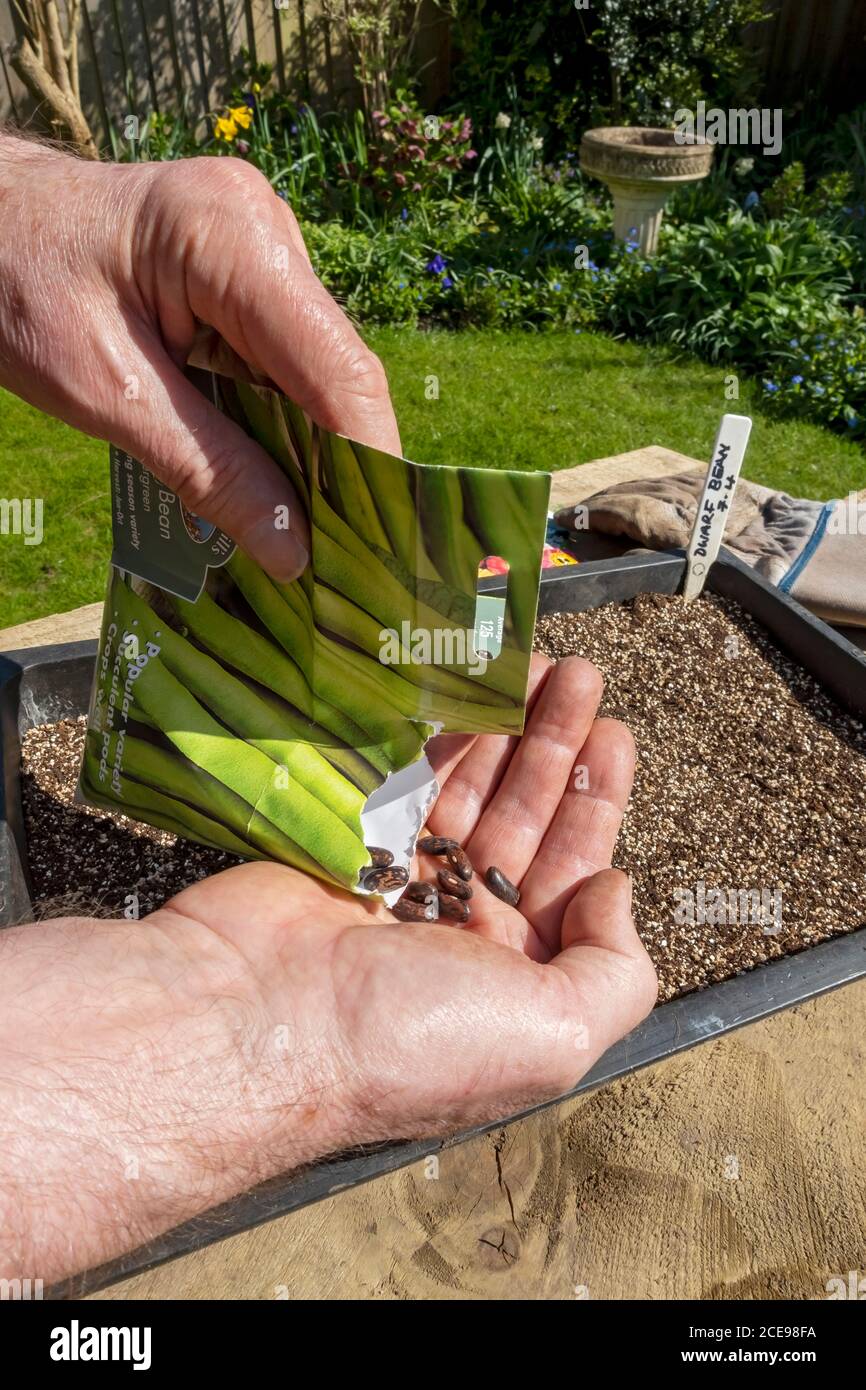 Close up of man sowing dwarf bean vegetable seeds in potting compost in ...