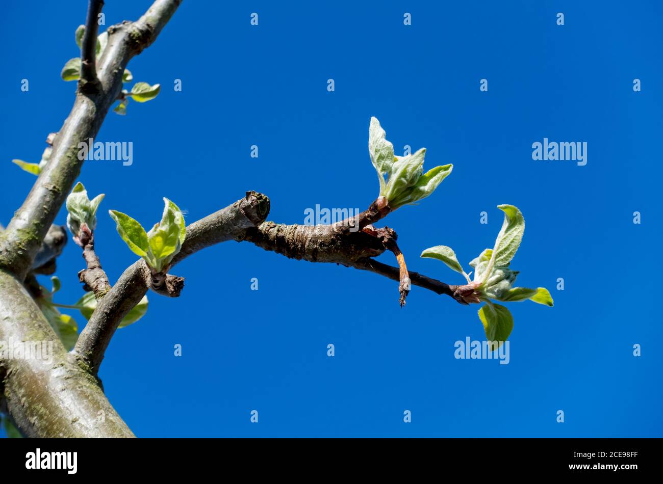 New shoots on apple tree hi-res stock photography and images - Alamy