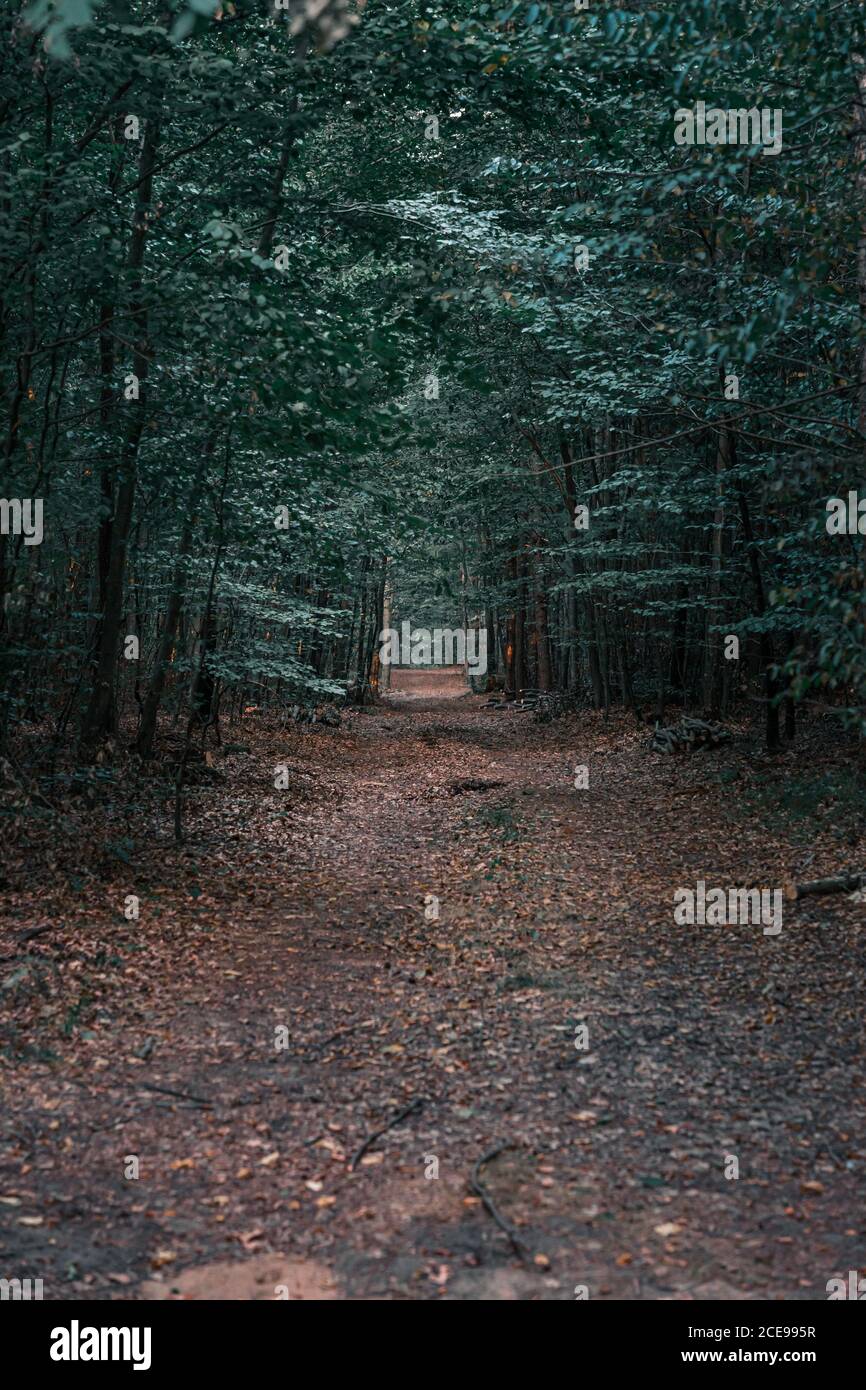 Neglected path in the forest at dusk. Vertical orientation Stock Photo ...
