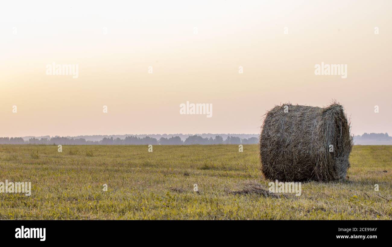 Round bale of yellow hay in the field. Harvesting hay for the household ...