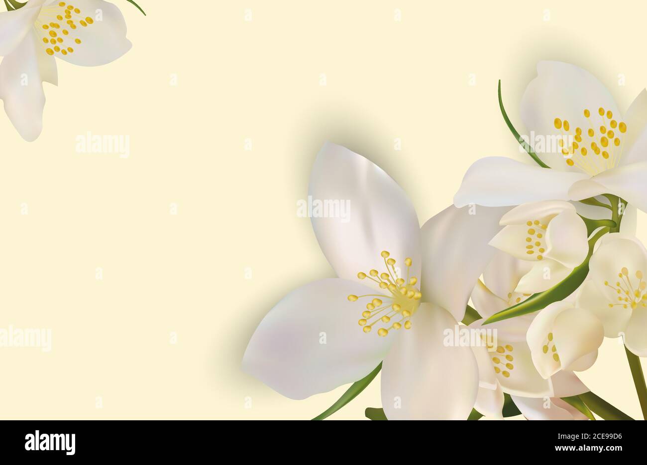 Beautiful jasmine background for your text or banner. White blooming ...