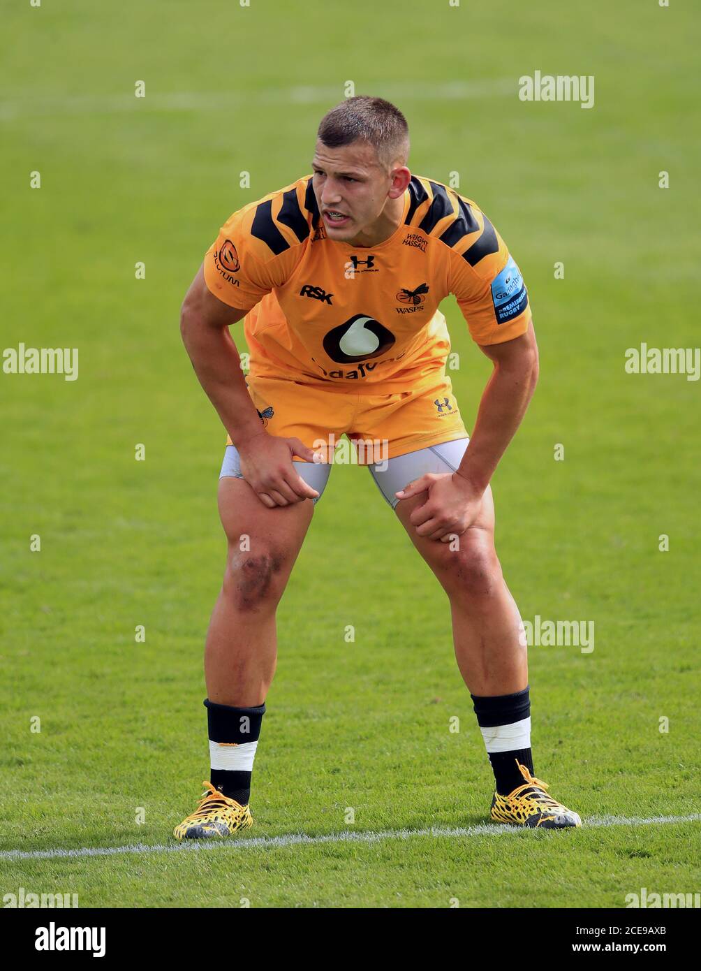 Wasps ryan mills hi-res stock photography and images - Alamy