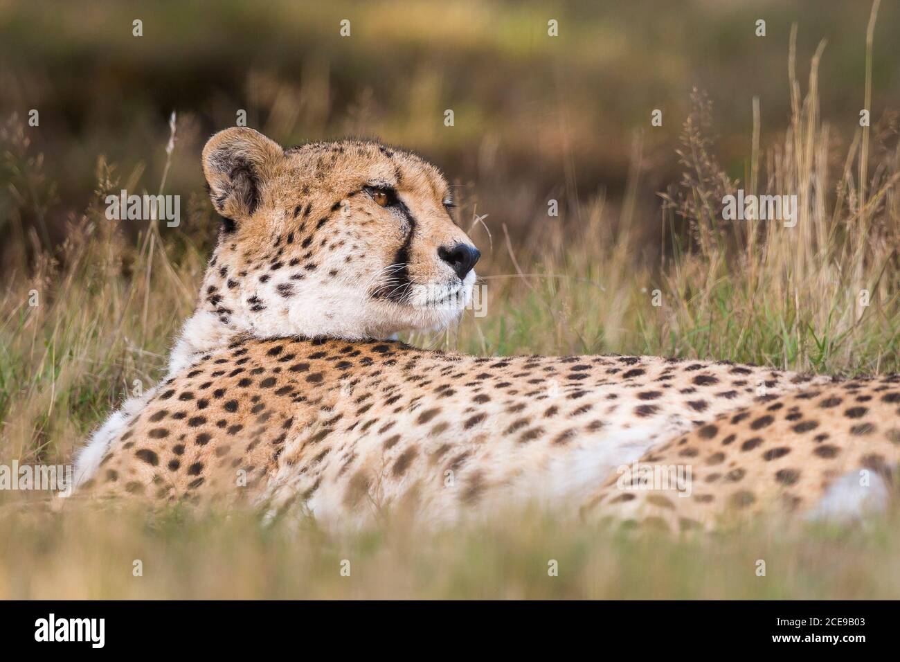 Cheetah head close up hi-res stock photography and images - Alamy