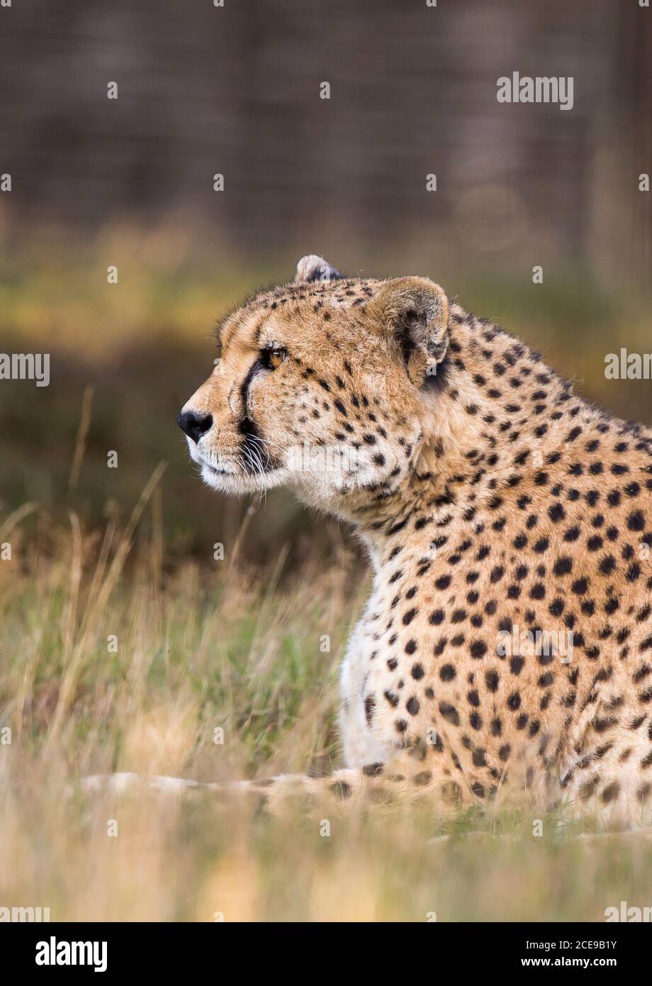 Cheetah head hi-res stock photography and images - Alamy