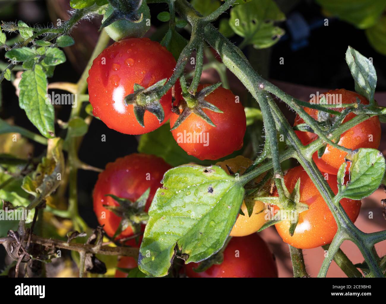 Tumbler Tomatoes Ripening on the Vine in a Garden at Alsager Cheshire ...