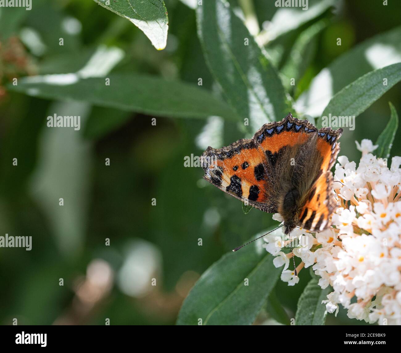 Attracts nectar feeding insects hi-res stock photography and images - Alamy