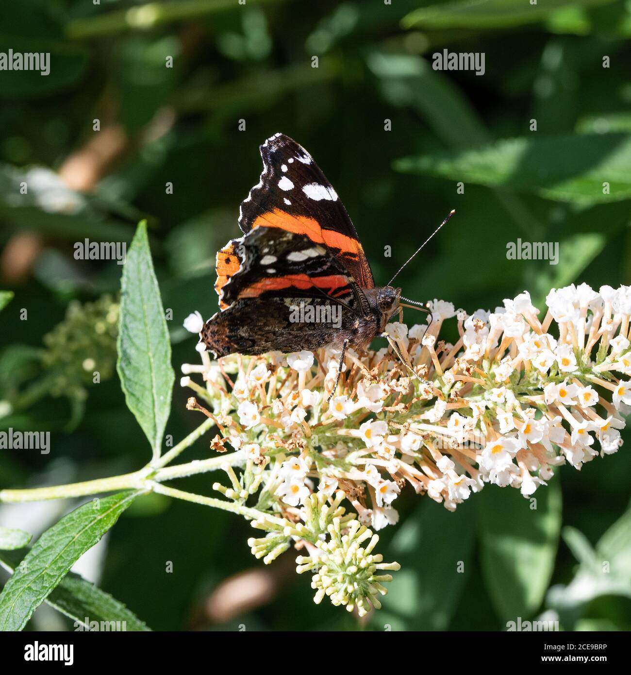 Buddleia attracts insects hi-res stock photography and images - Alamy
