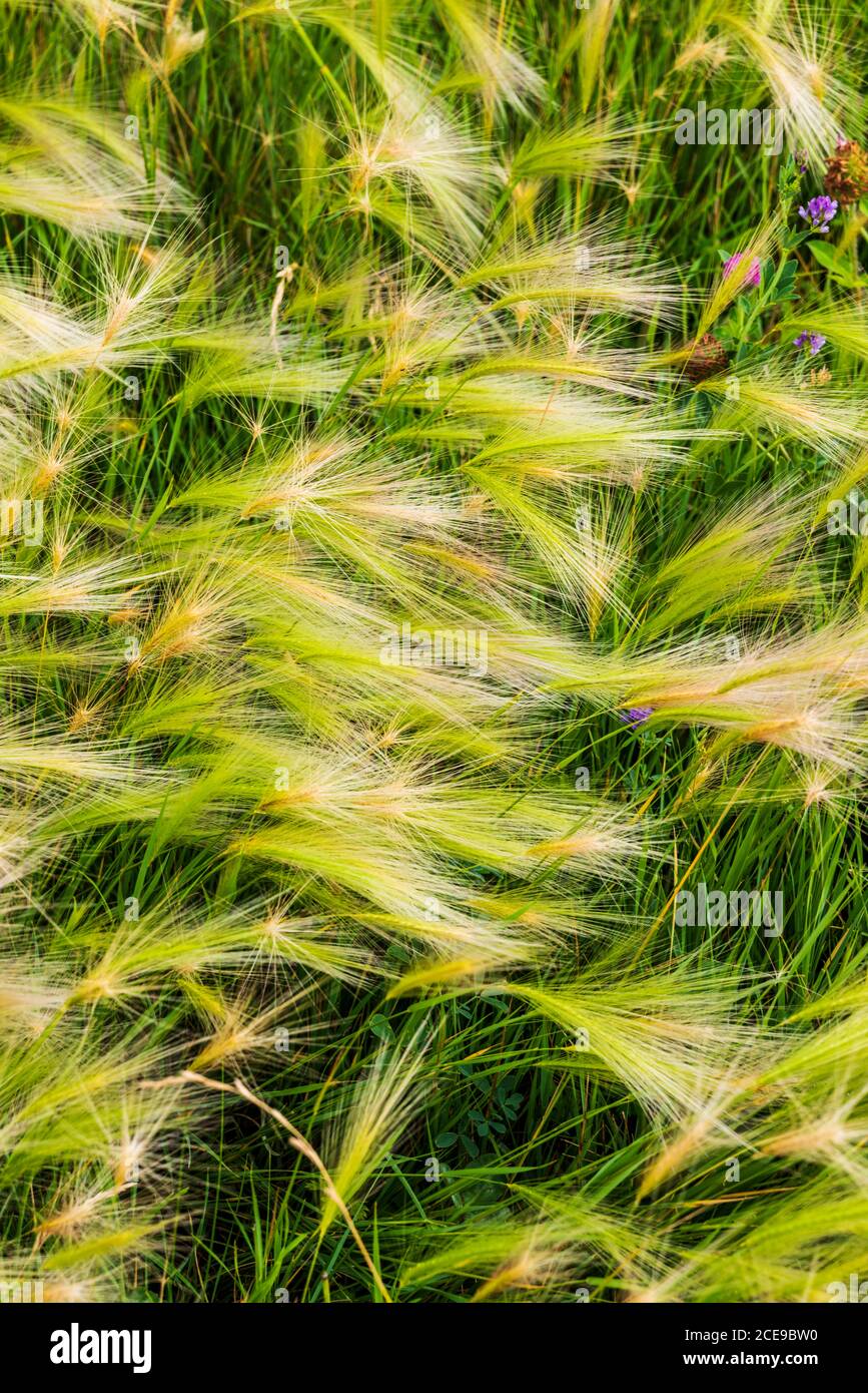 Wild grasses growing on central Colorado ranch; USA Stock Photo - Alamy