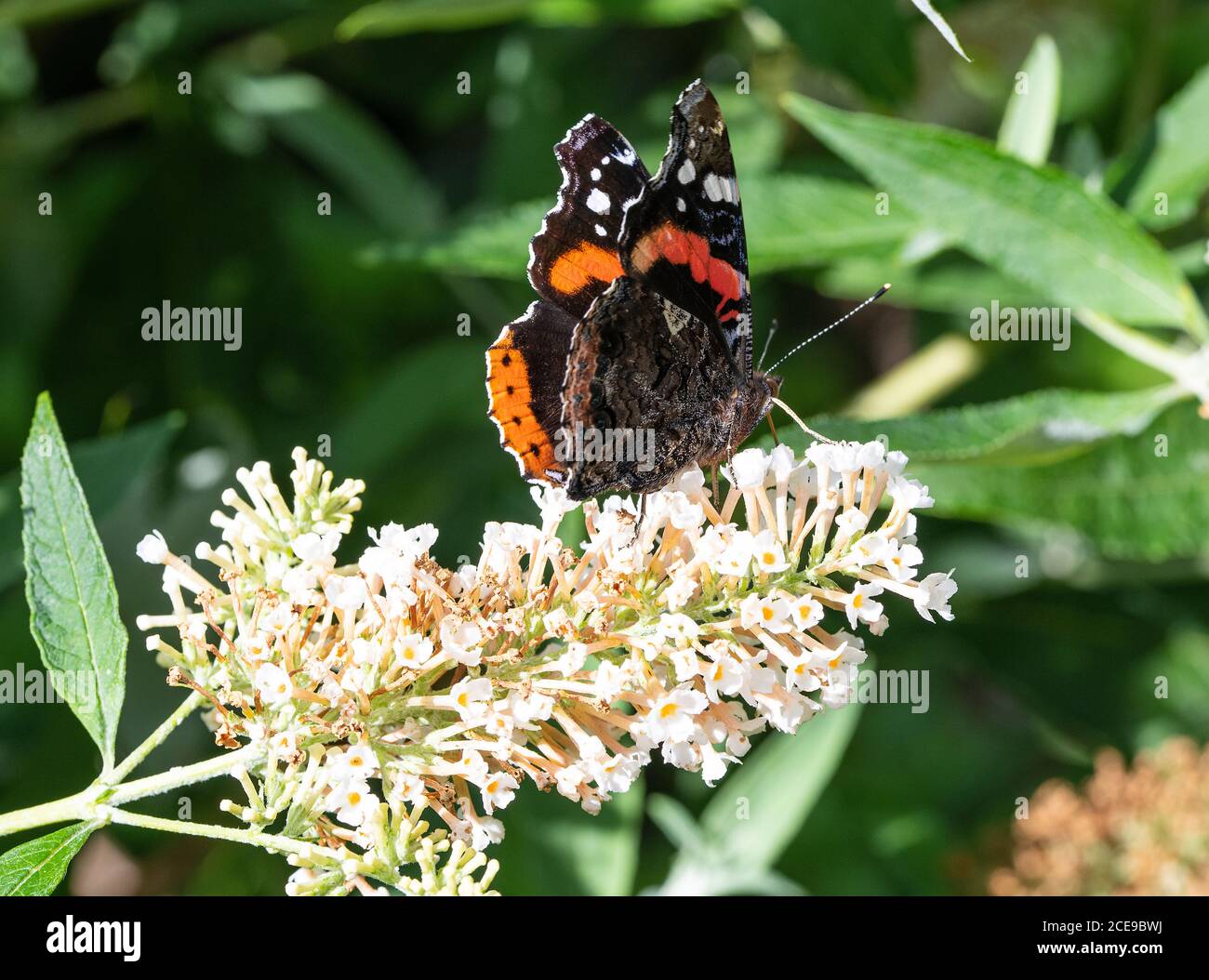 Buddleia attracts insects hi-res stock photography and images - Alamy
