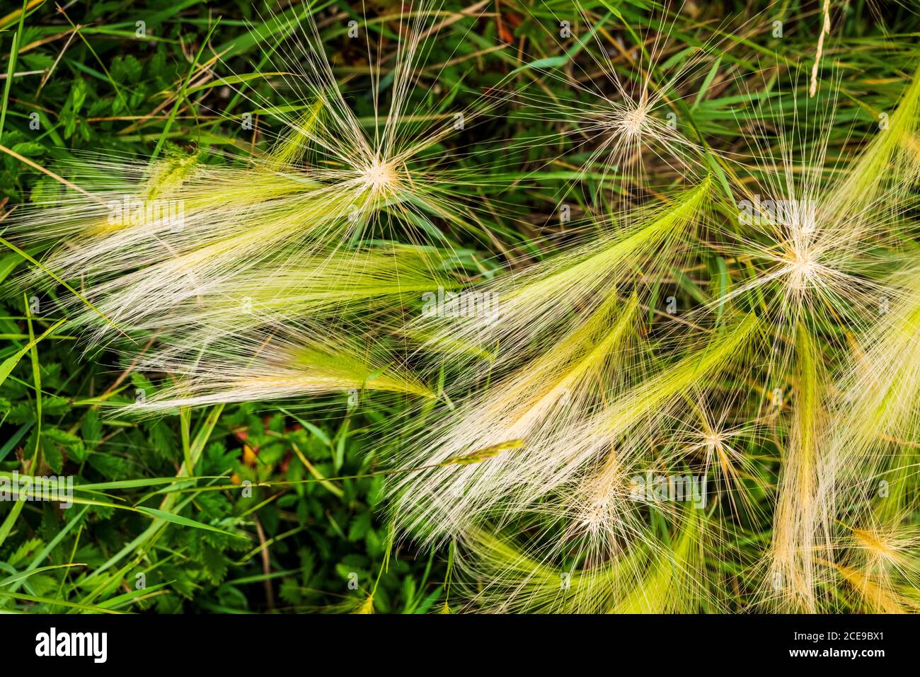 Backdrop of wild grasses hi-res stock photography and images - Alamy