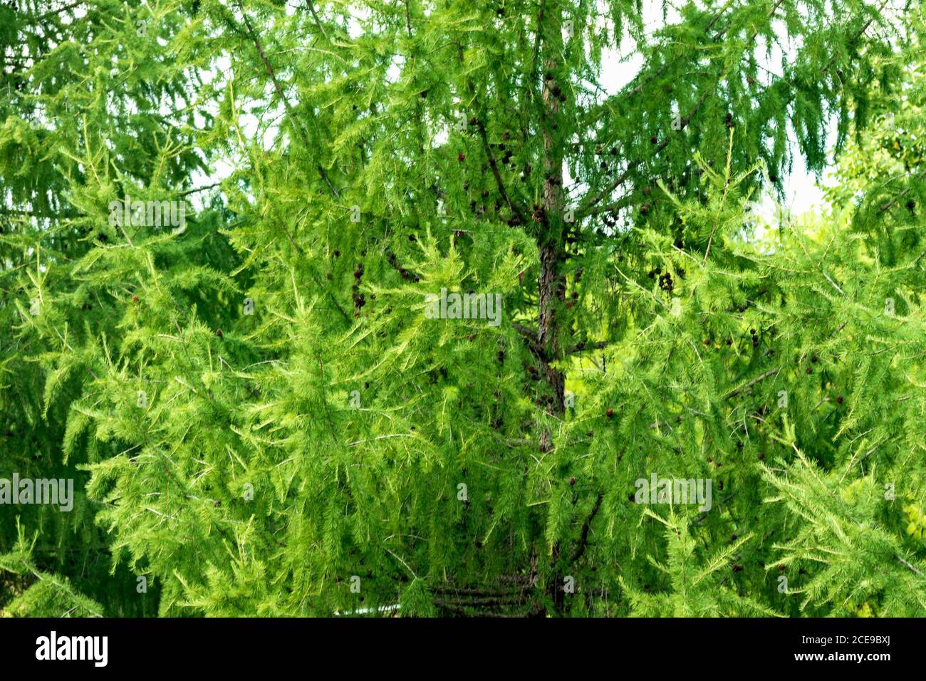 Sprawling branches hi-res stock photography and images - Alamy