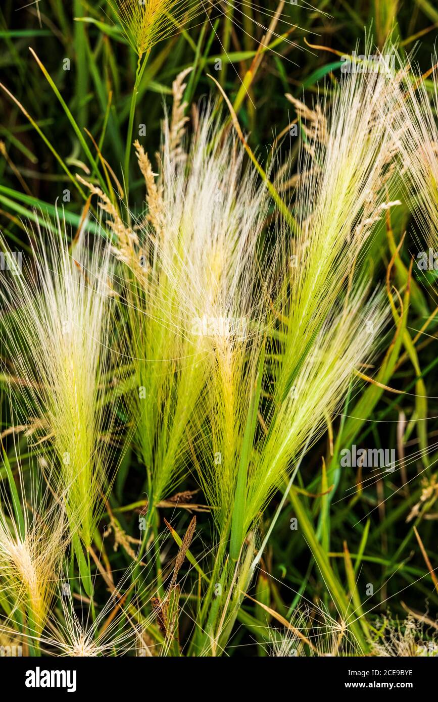 Wild grasses growing on central Colorado ranch; USA Stock Photo - Alamy