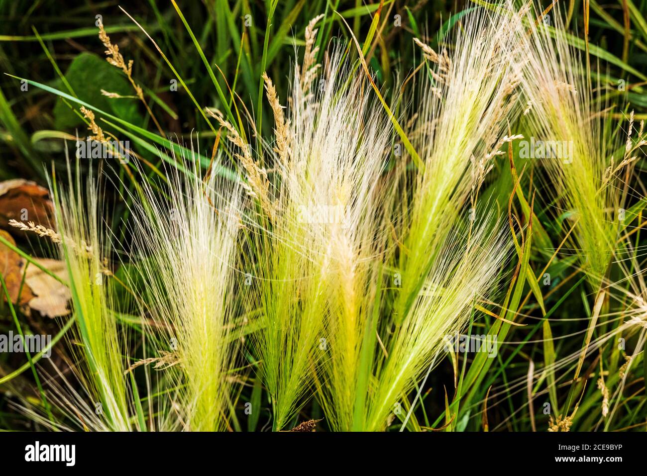 Wild grasses growing on central Colorado ranch; USA Stock Photo - Alamy