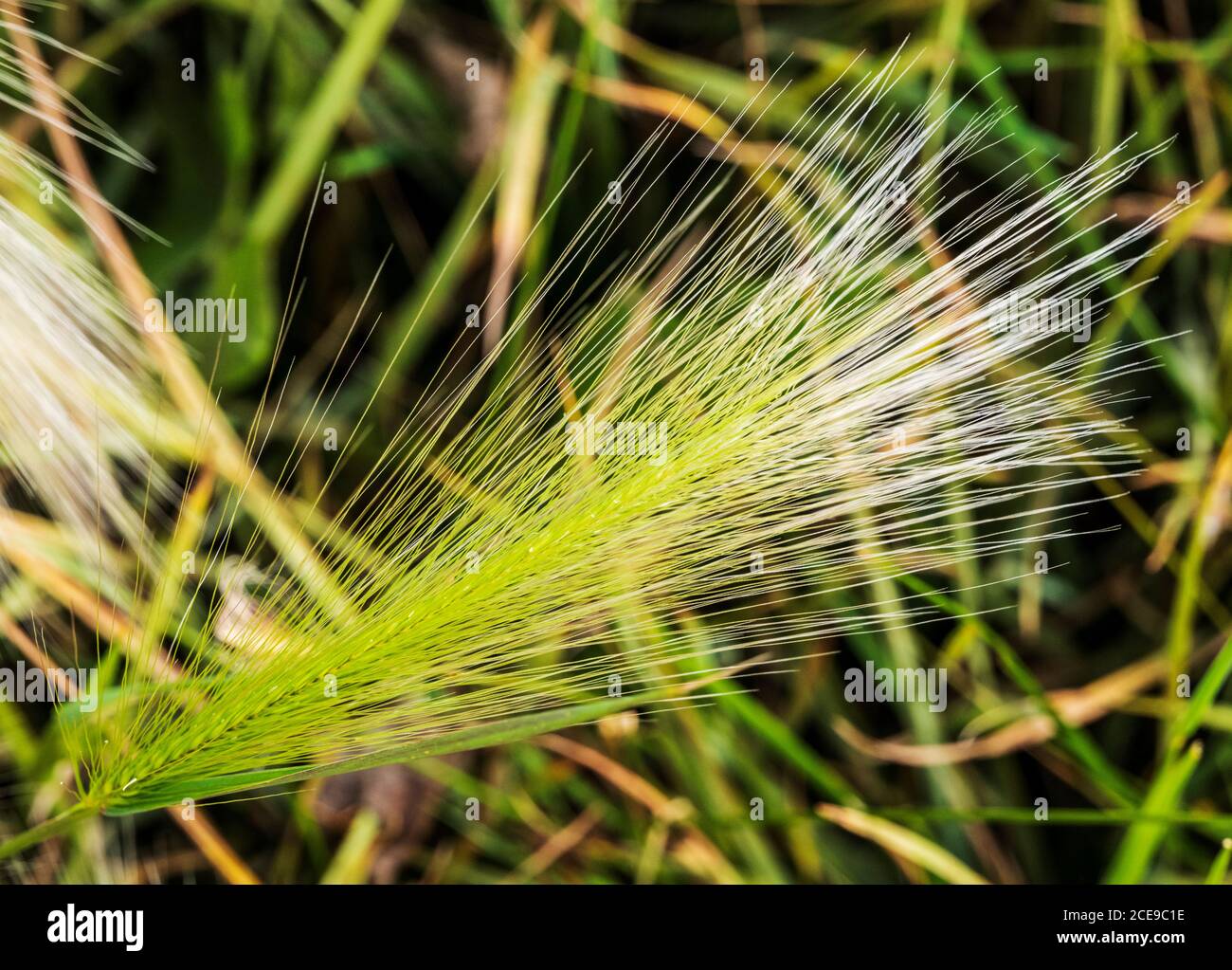 Wild grasses growing on central Colorado ranch; USA Stock Photo - Alamy