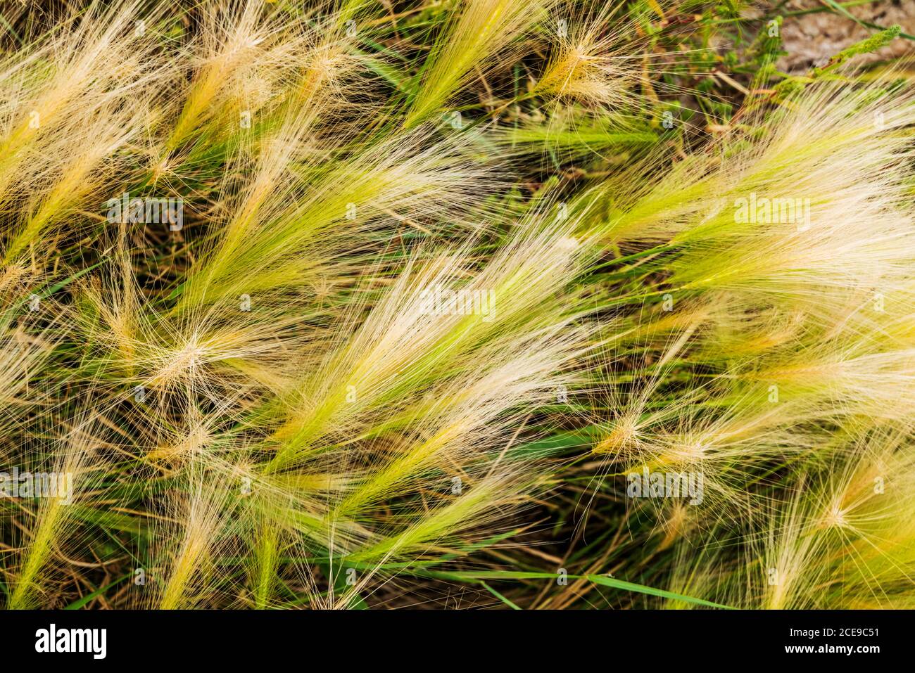 Wild grasses growing on central Colorado ranch; USA Stock Photo - Alamy