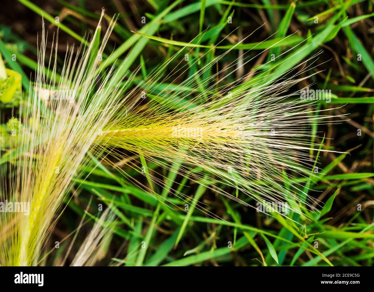 Wild grasses growing on central Colorado ranch; USA Stock Photo - Alamy
