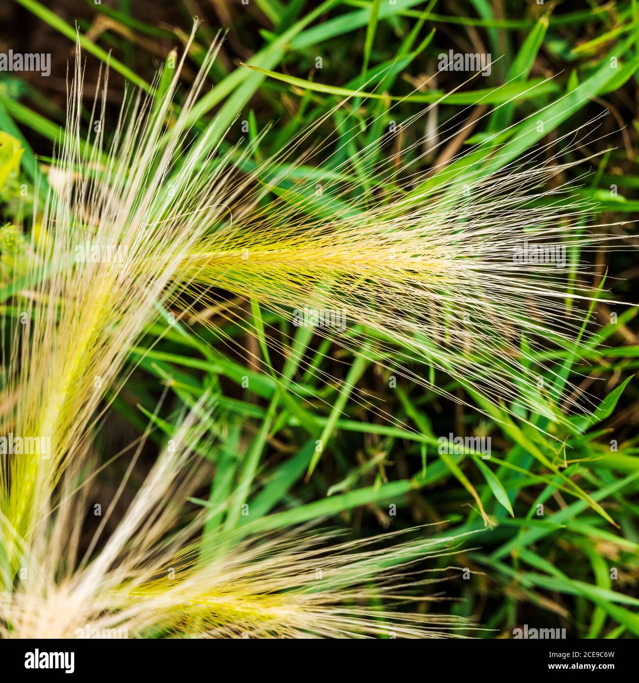Wild grasses growing on central Colorado ranch; USA Stock Photo - Alamy