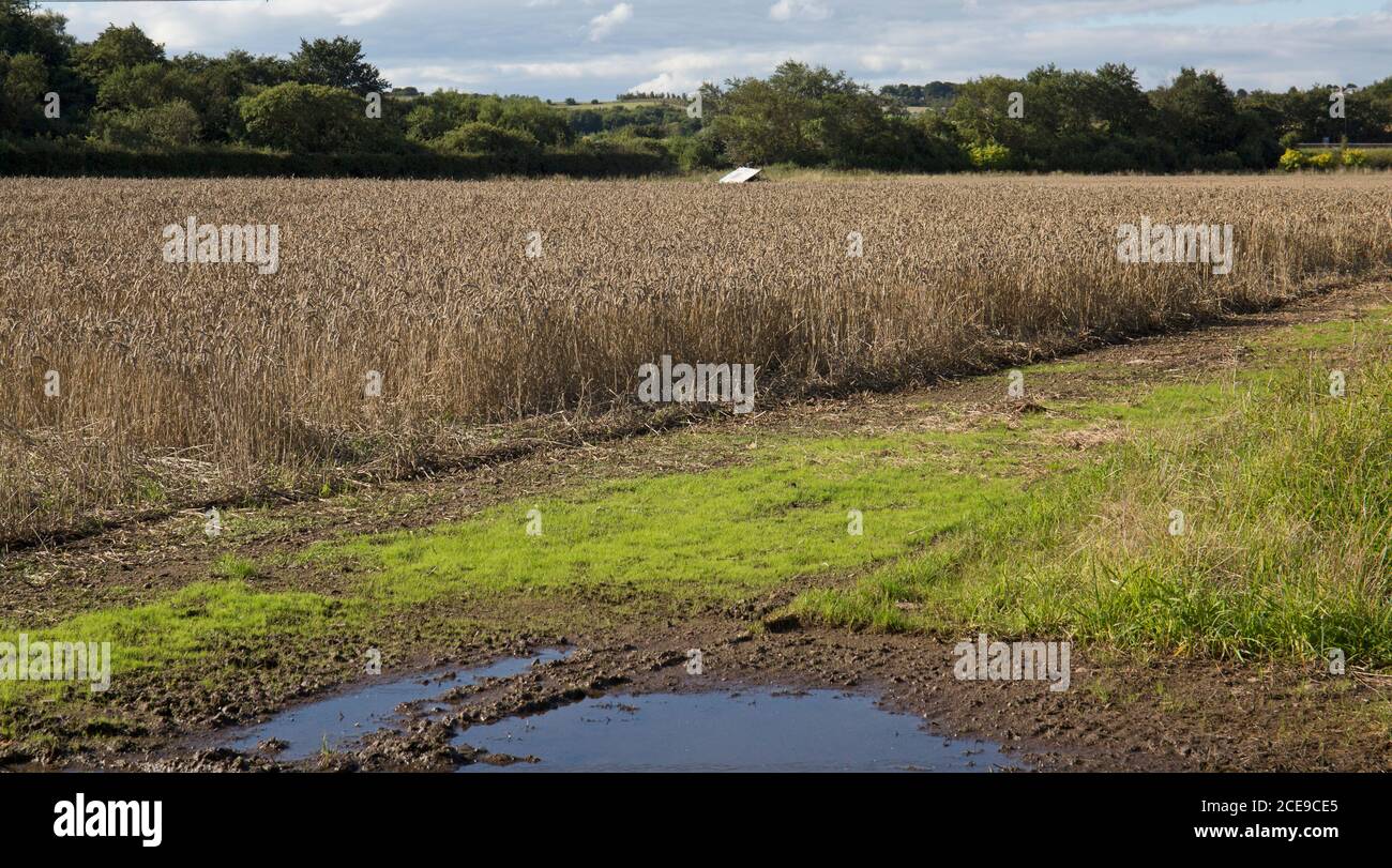 Scotland farming drought hi-res stock photography and images - Alamy