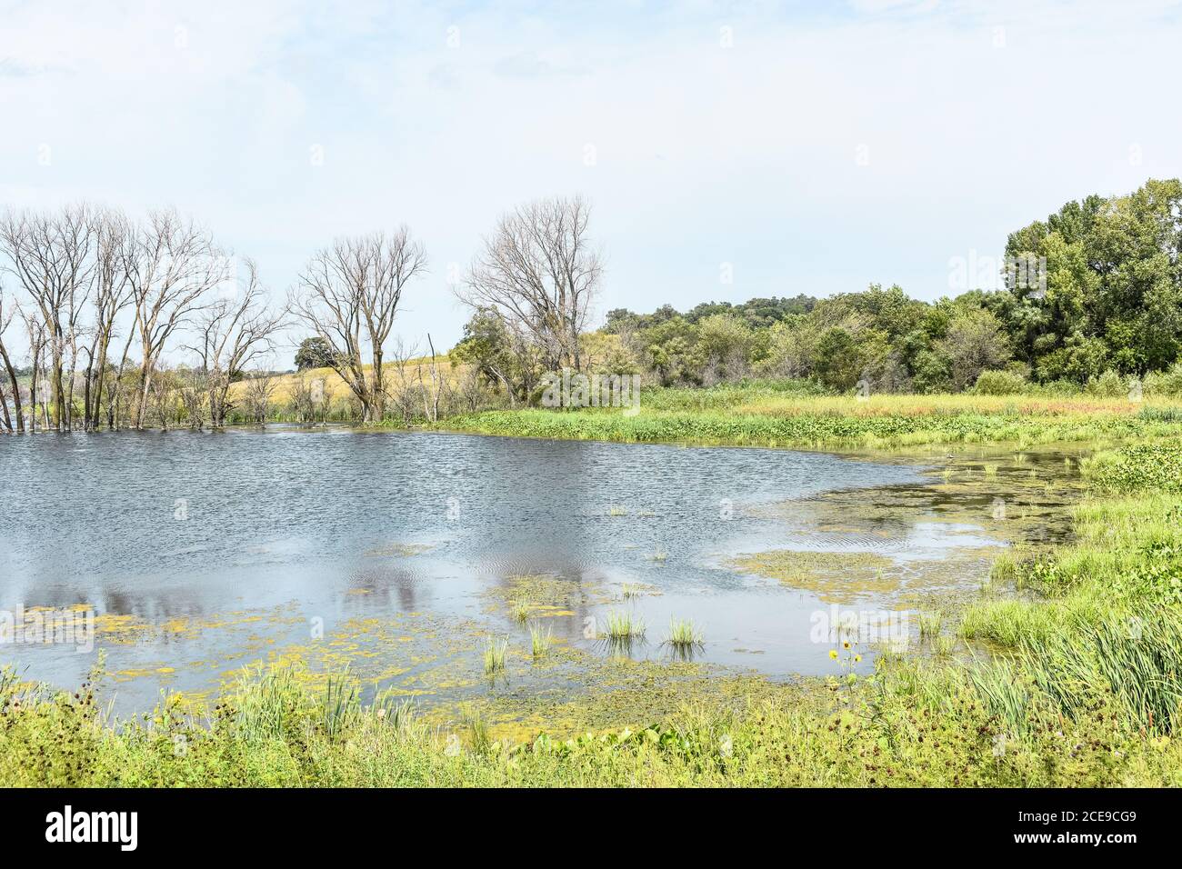 Tree lines on the lake Stock Photo - Alamy