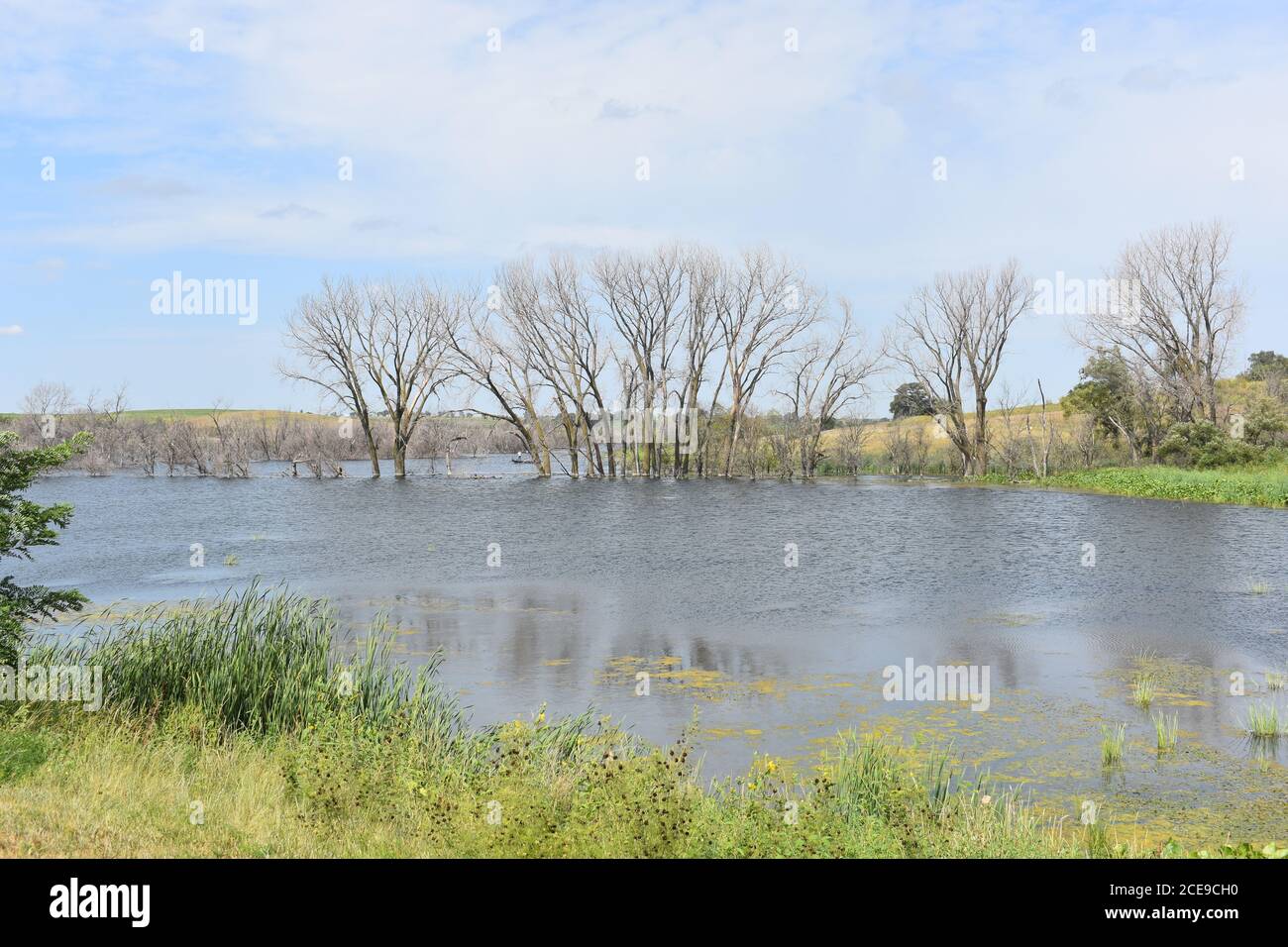 Tree lines on the lake Stock Photo - Alamy