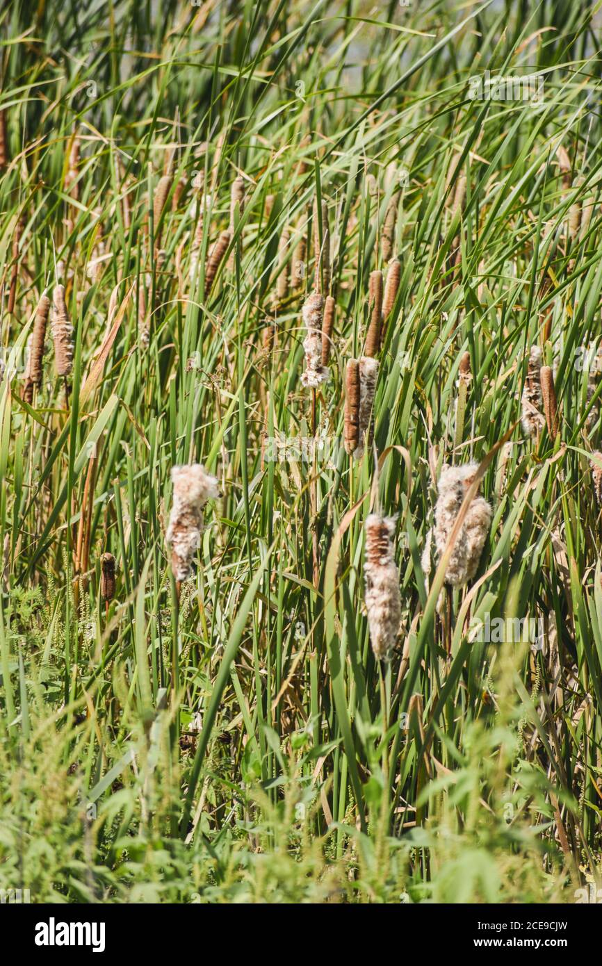 Wild cattails in the field Stock Photo - Alamy