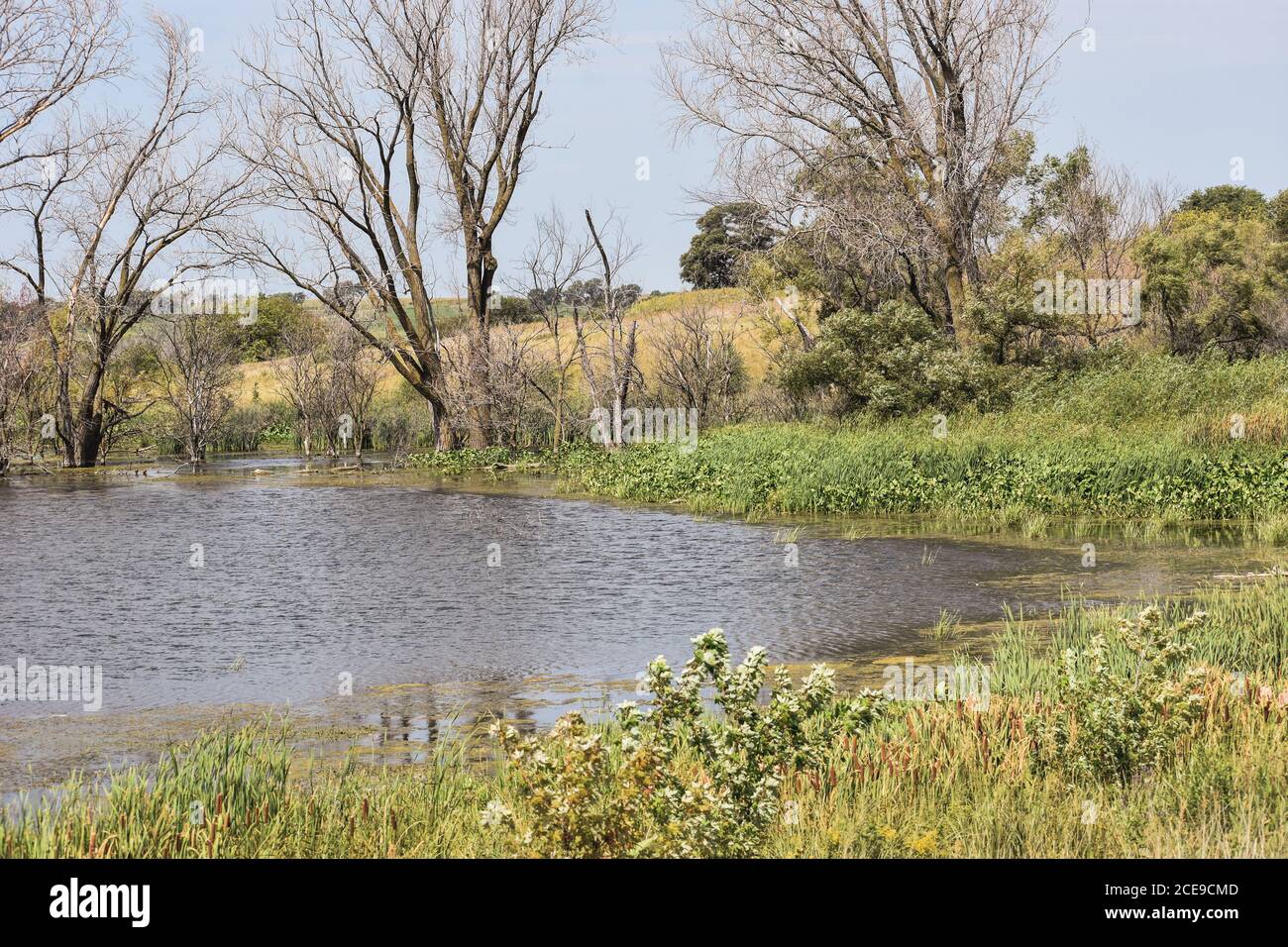 Tree lines on the lake Stock Photo - Alamy