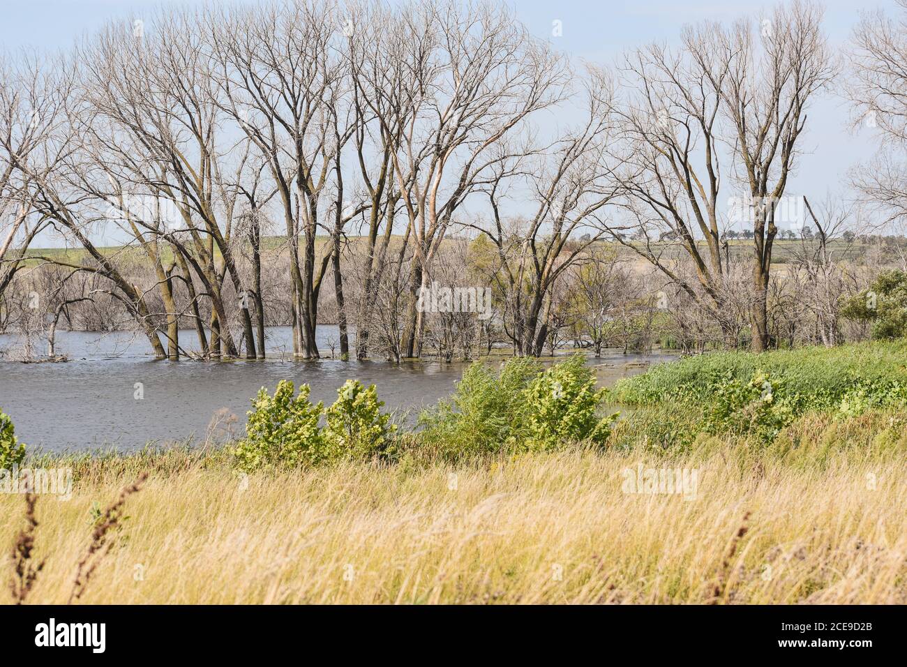 Tree lines on the lake Stock Photo - Alamy