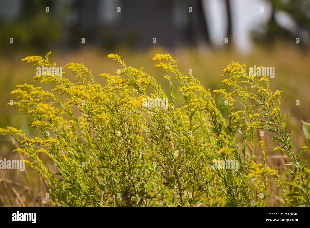 Goldenrod flower in the field Stock Photo - Alamy