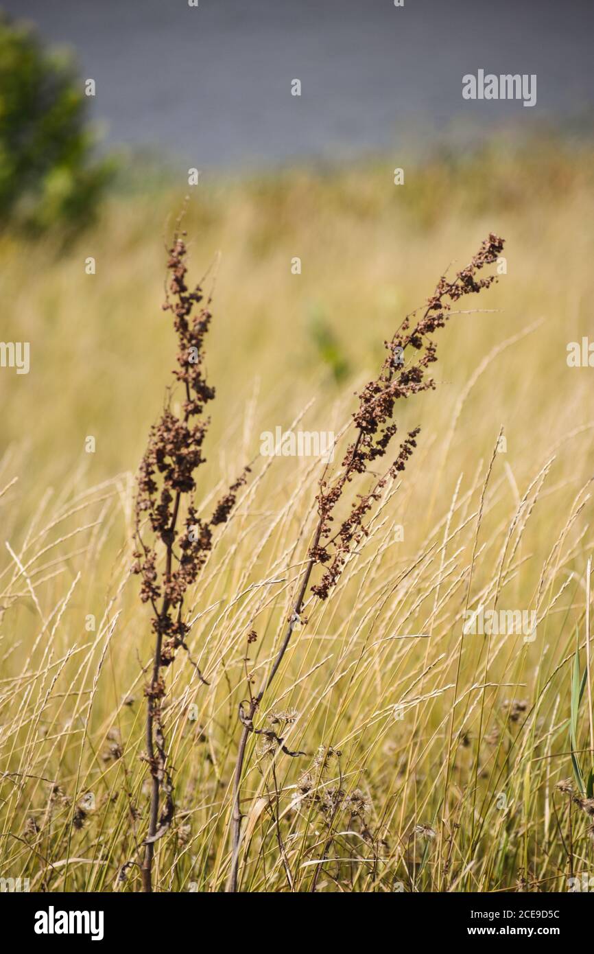 Wild grass in the field Stock Photo - Alamy