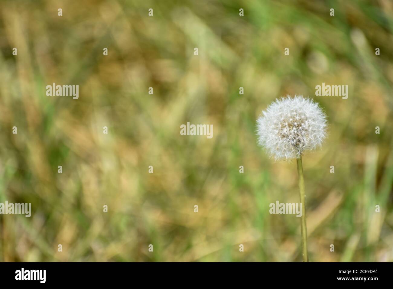 Dandelion field seeds hi-res stock photography and images - Alamy