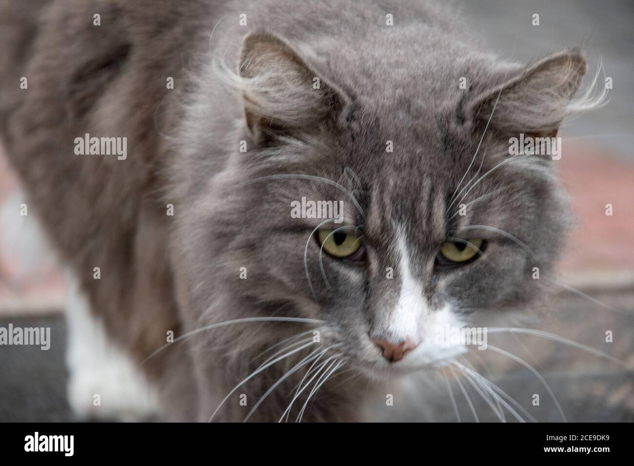 Big angry grey cat walking on a stone ground Stock Photo - Alamy
