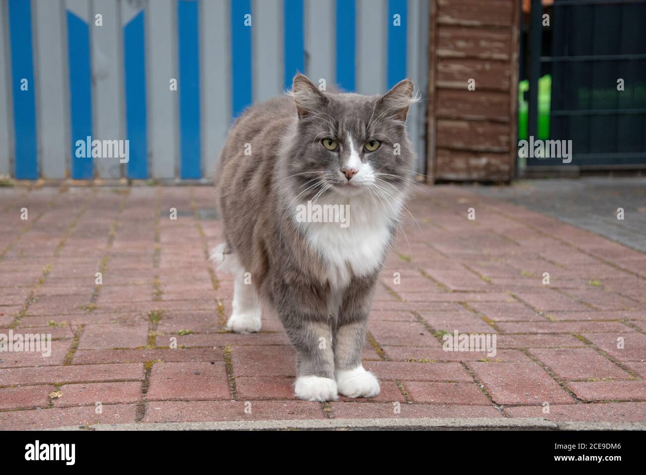 Big angry grey cat walking on a stone ground Stock Photo - Alamy