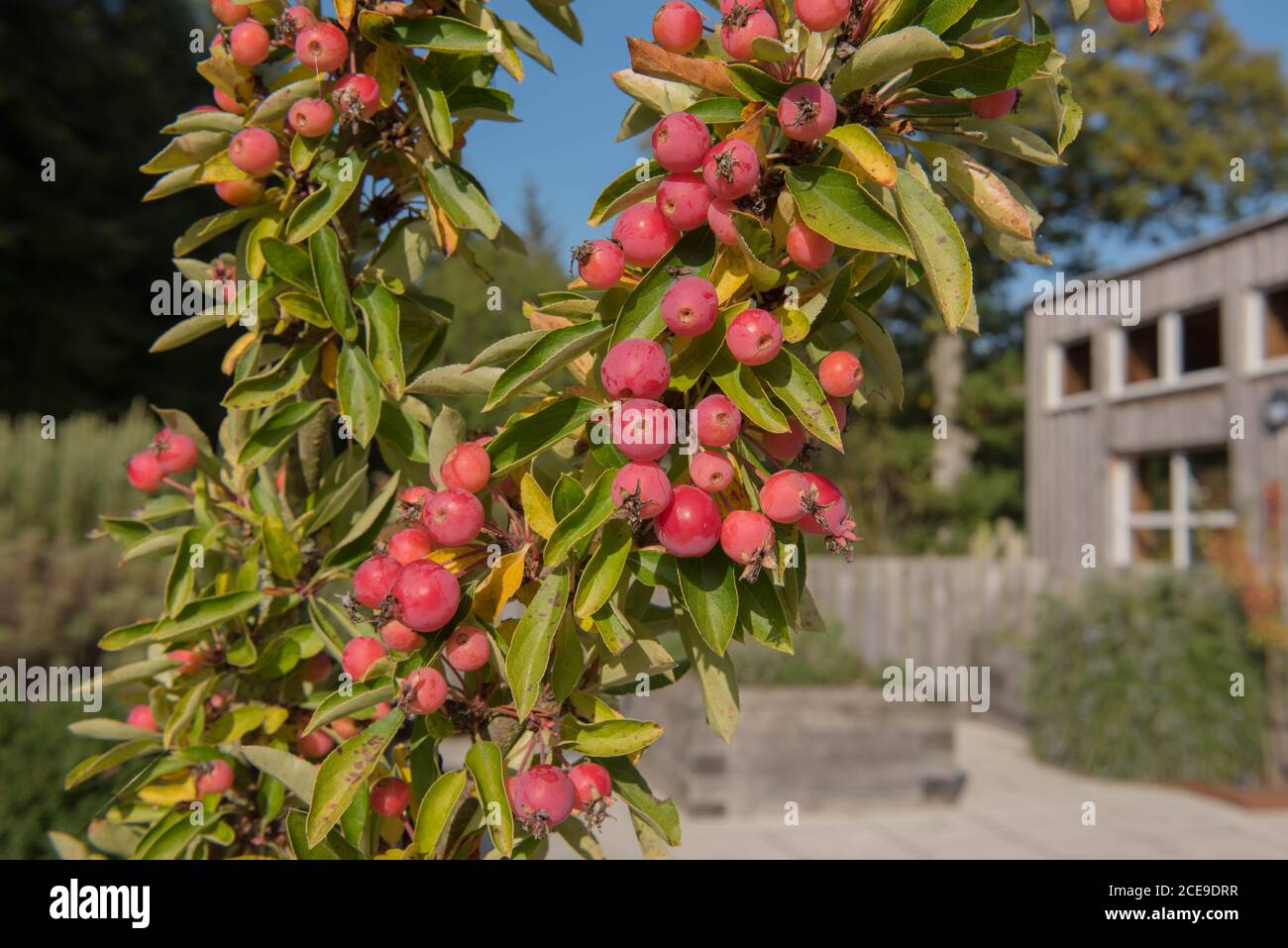 Bright Red Autumnal Fruit of a Crab Apple Tree (Malus 'Adirondack ...