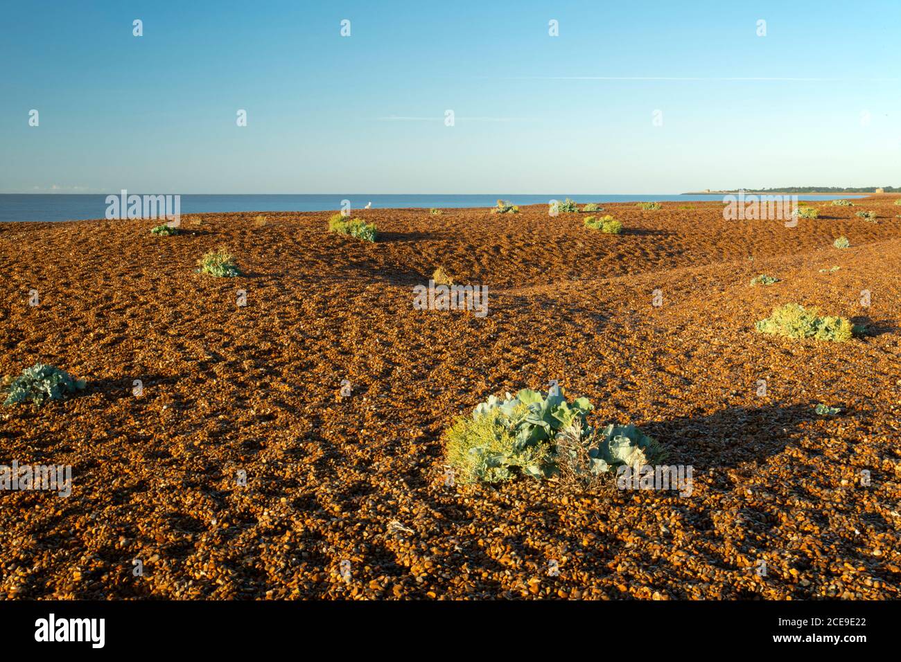 Sea kale growing on Shingle Street, a unique beach formation in Suffolk ...