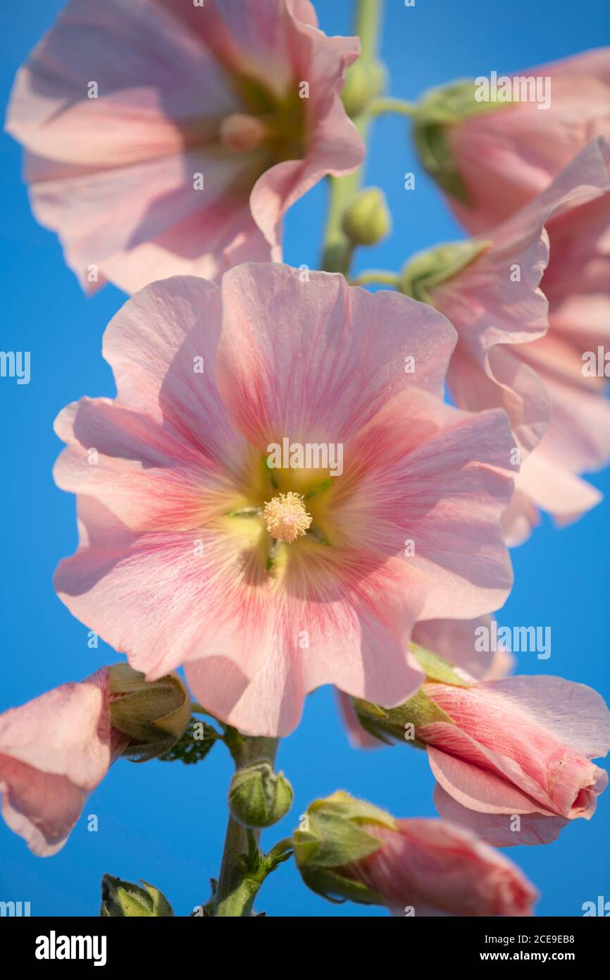 Pink Hollyhocks agains a clear blue sky Stock Photo - Alamy