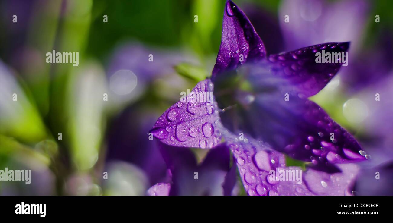 Purple bell flower hi-res stock photography and images - Alamy